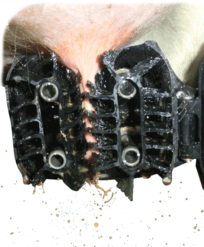 Udder Gun – The Best Parlor Teat Scrubber